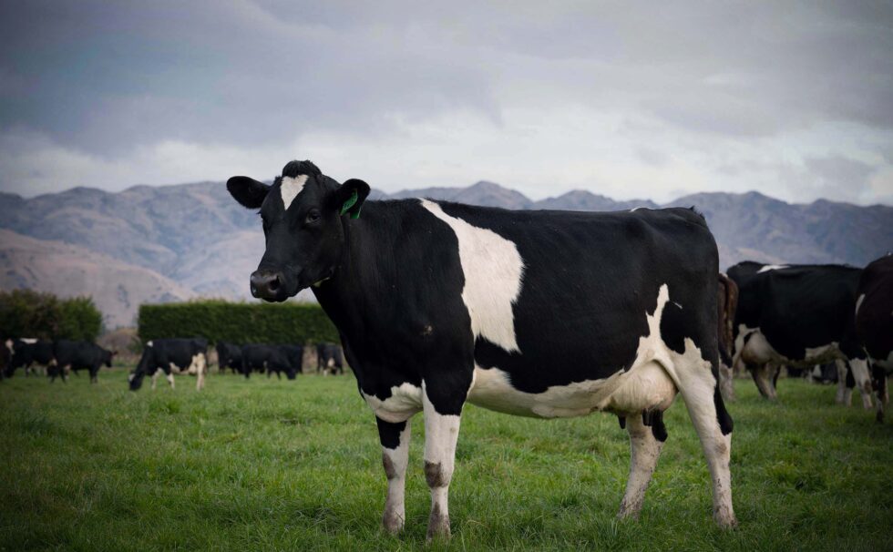 Herd-i: Intelligent Herd Health